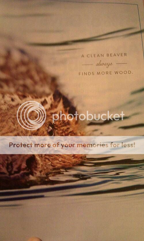 Best Beaver Gun? - 24hourcampfire