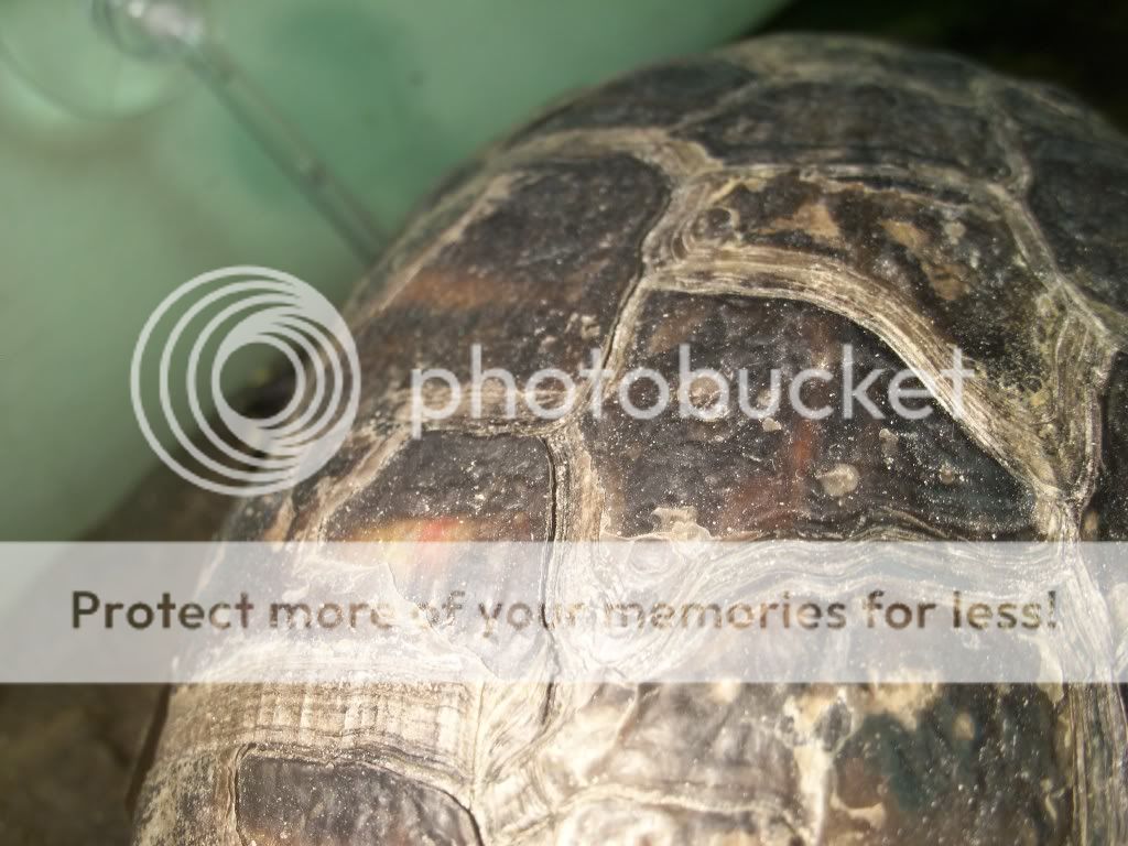 Does his shell look normal? | Tortoise Forum